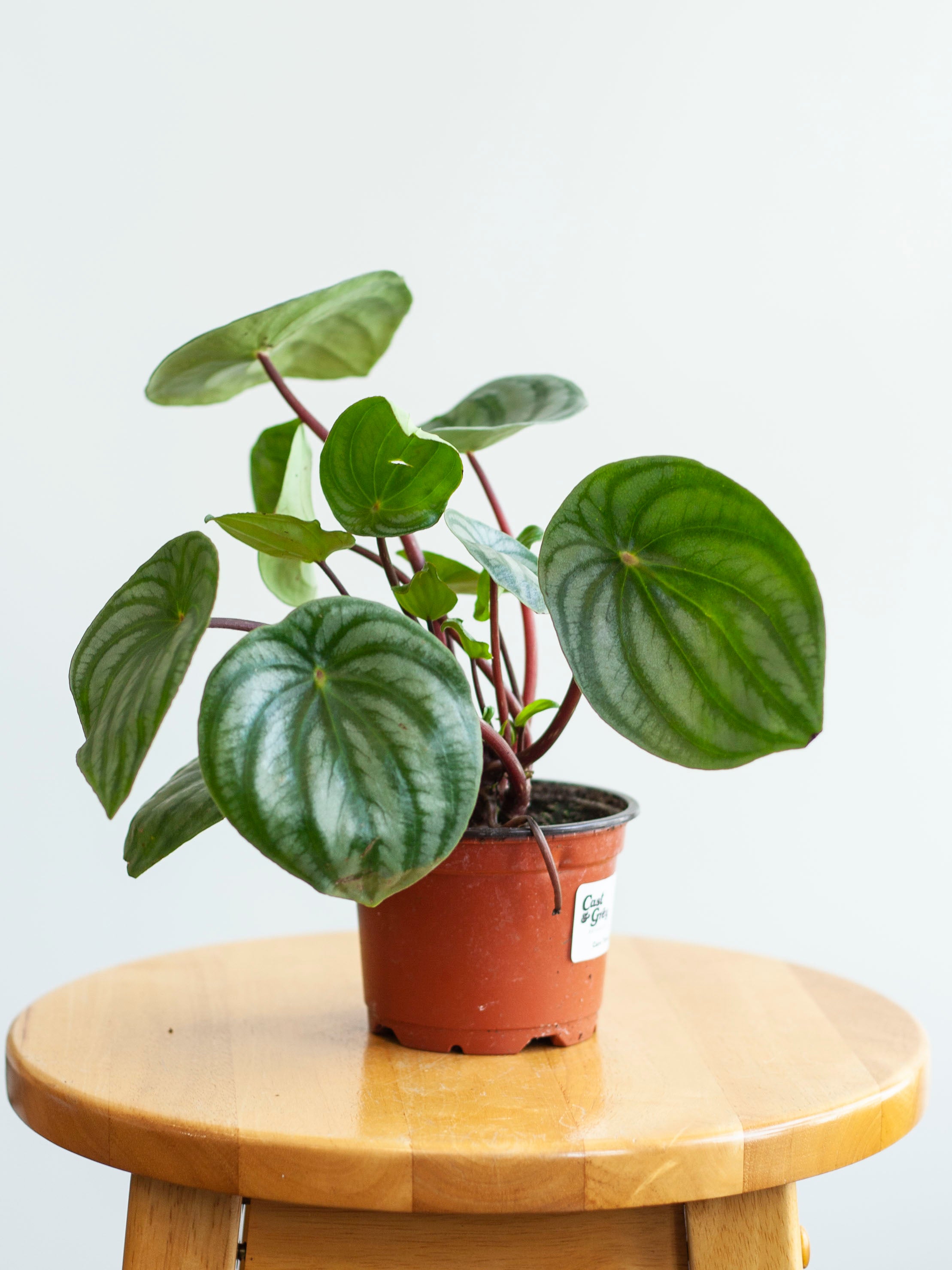 Products – Page 5 – Cast & Grey Botanical