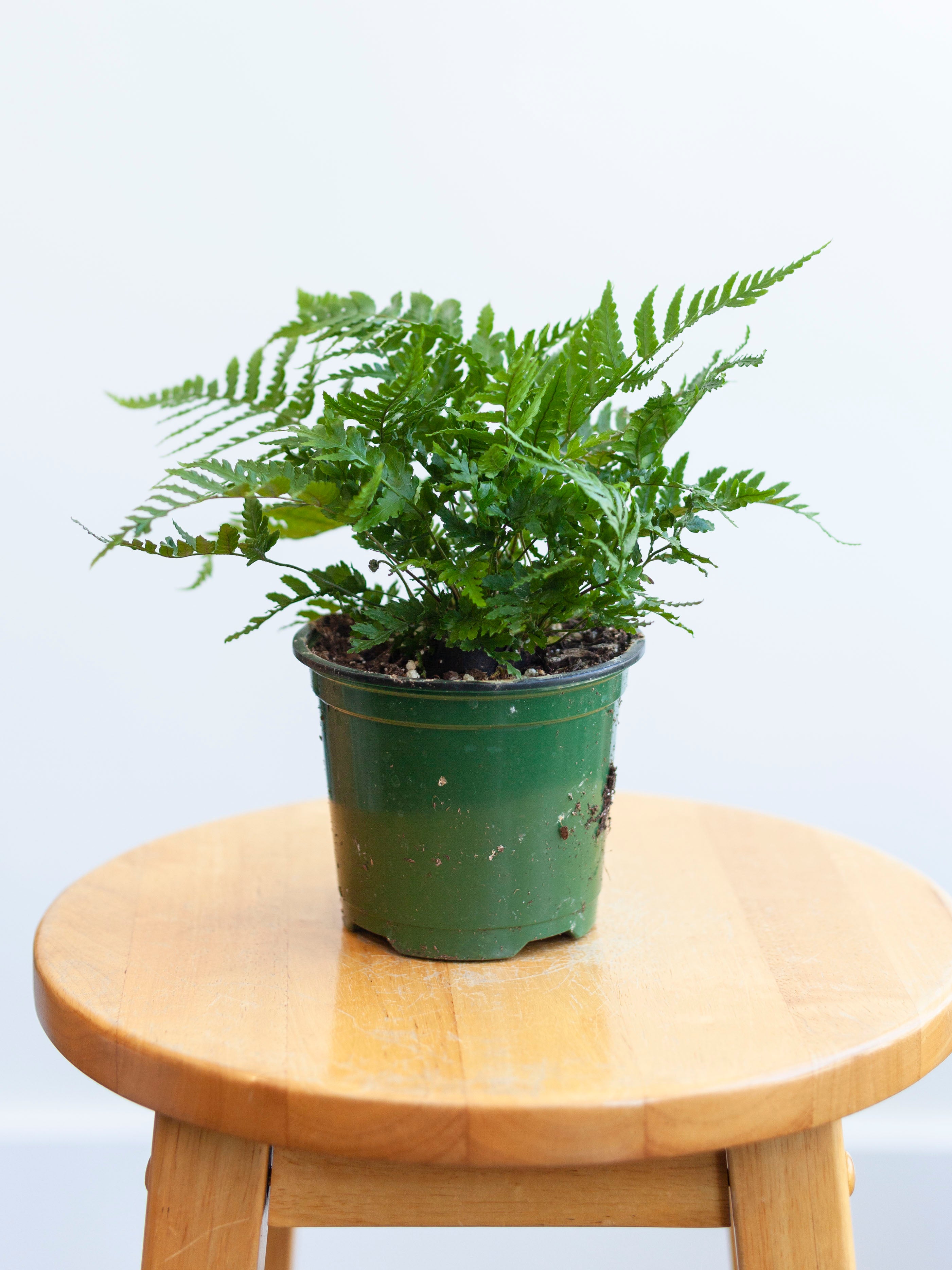 Products – Cast & Grey Botanical